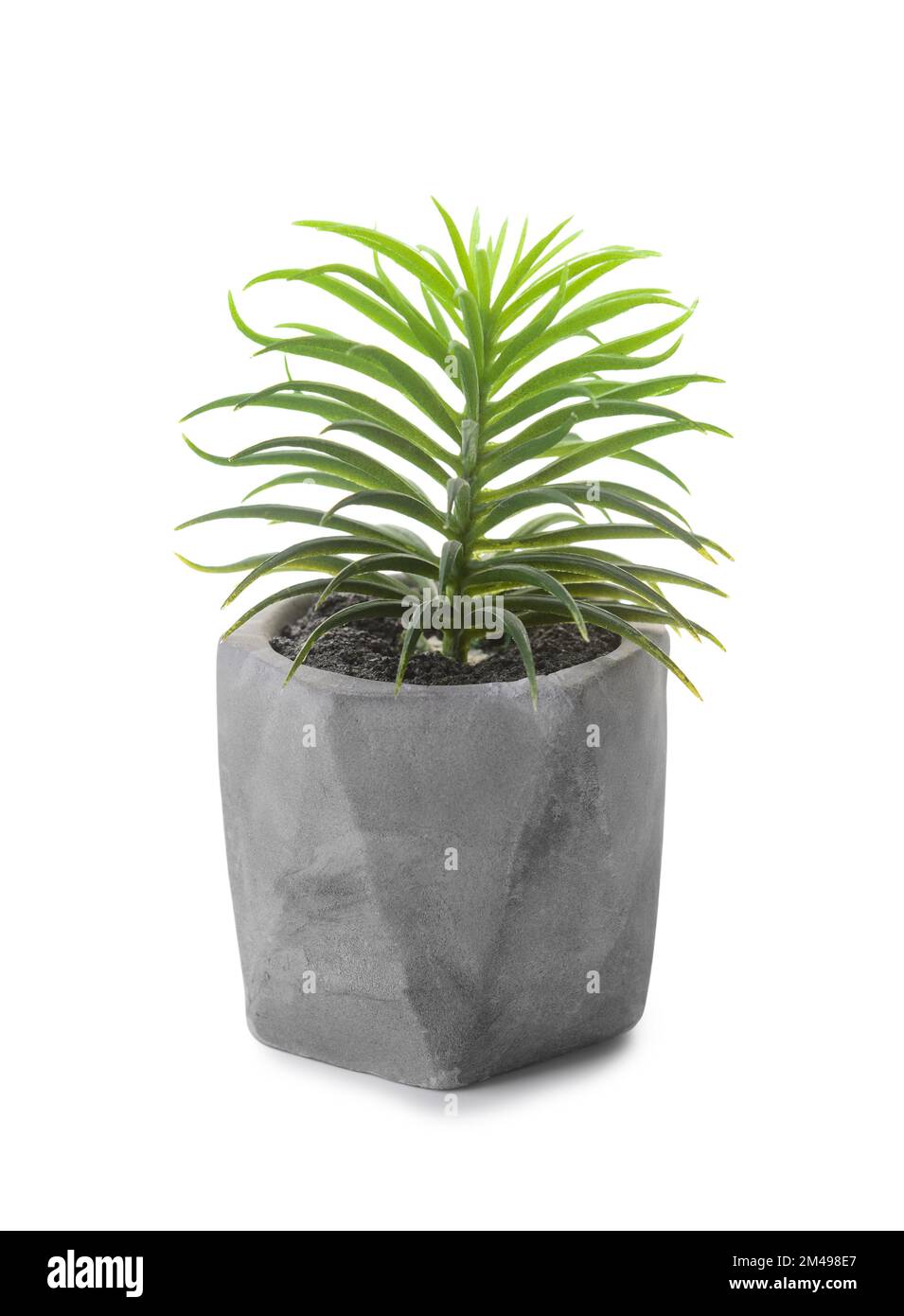 Beautiful houseplant in pot on white background Stock Photo - Alamy