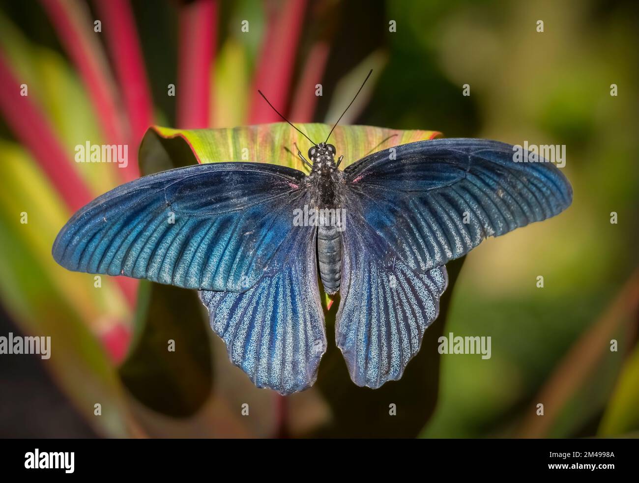 Closeup butterfly hi-res stock photography and images - Alamy