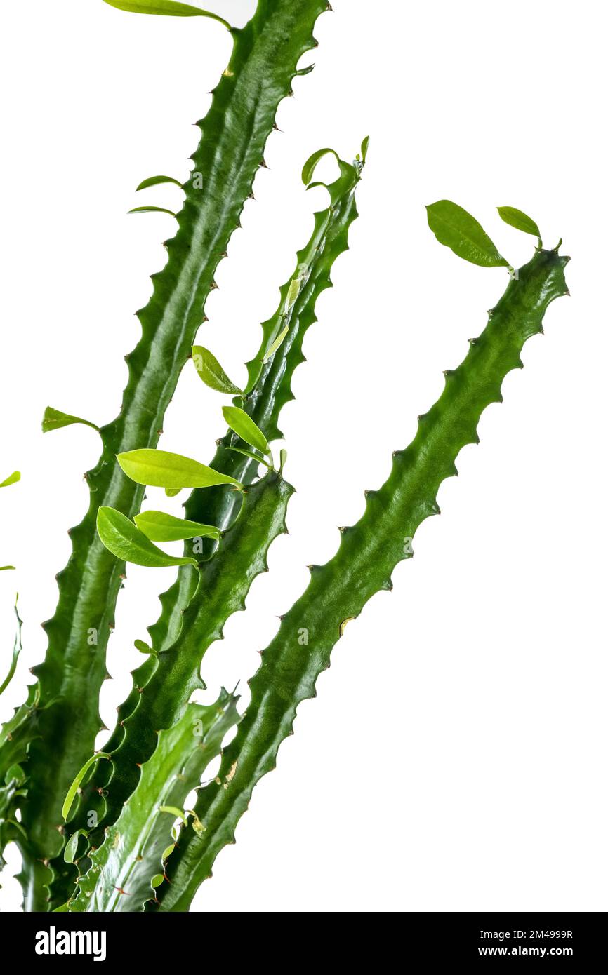 Green cactus against white background, closeup Stock Photo - Alamy