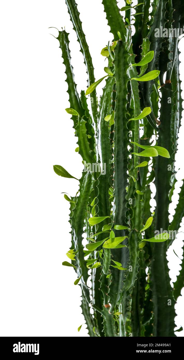Green cactus against white background, closeup Stock Photo - Alamy