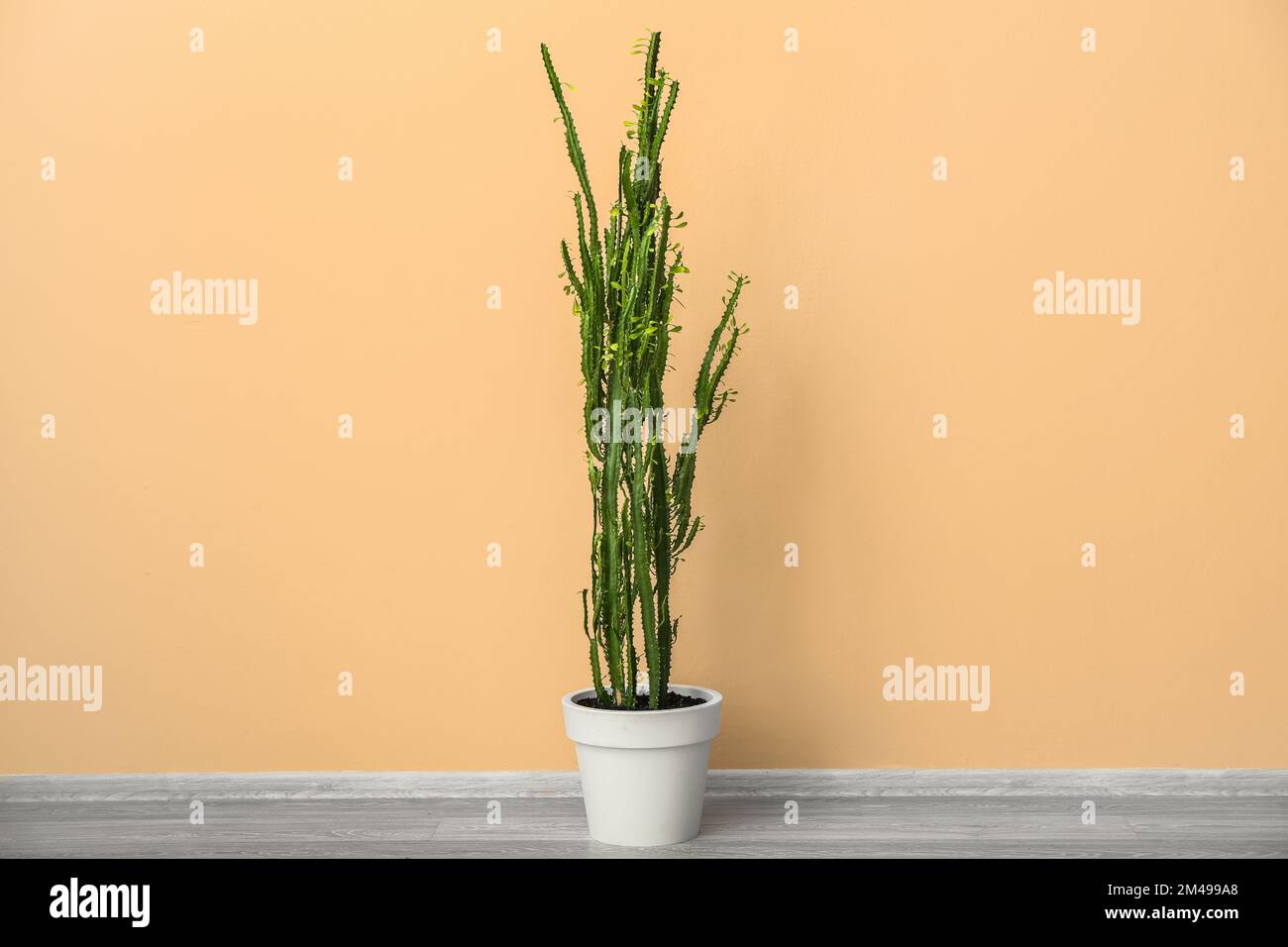 Green cactus near color wall in room Stock Photo - Alamy