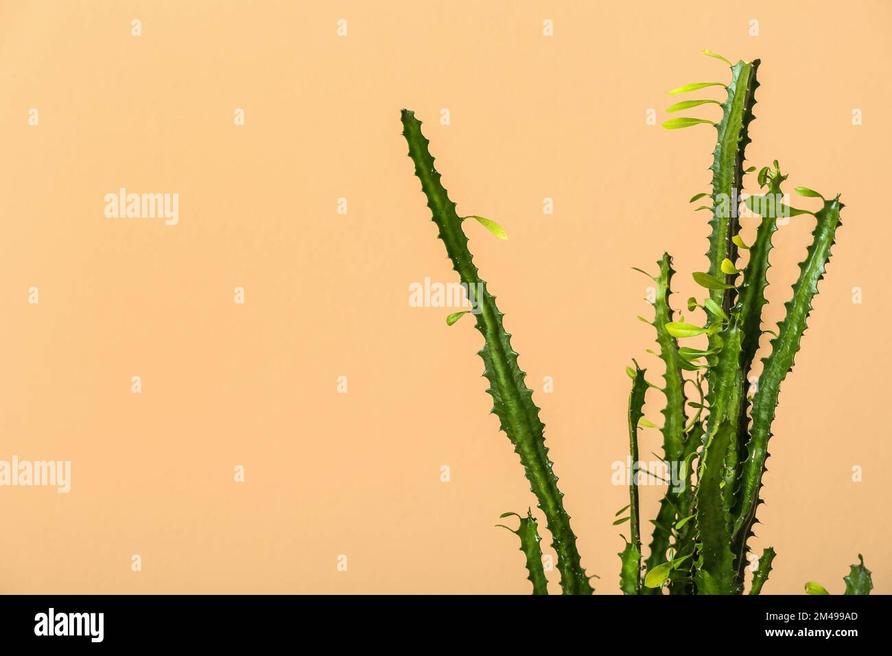Green cactus against color background, closeup Stock Photo - Alamy