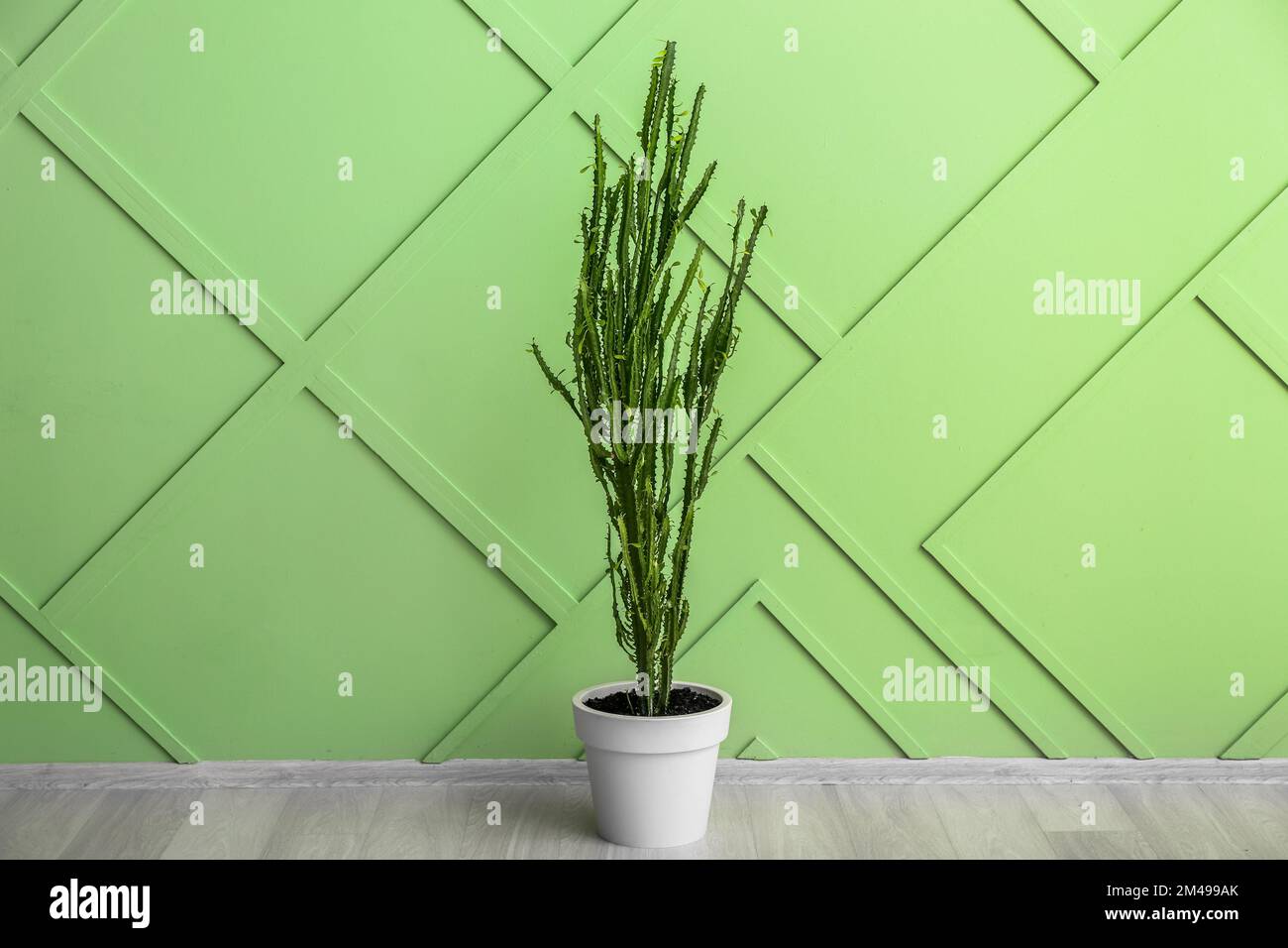 Cactus near green wall in room Stock Photo - Alamy