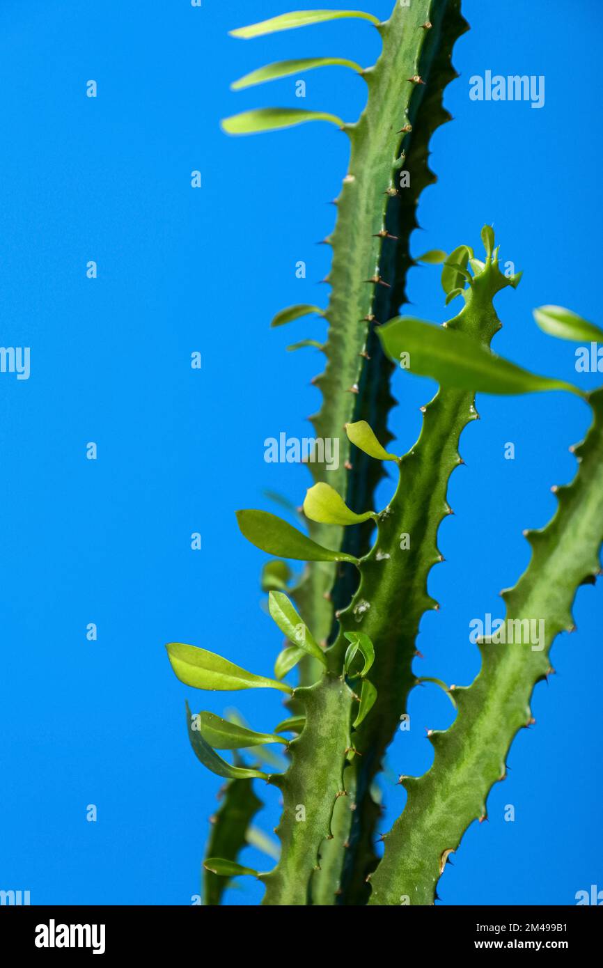 Green cactus near blue wall, closeup Stock Photo - Alamy
