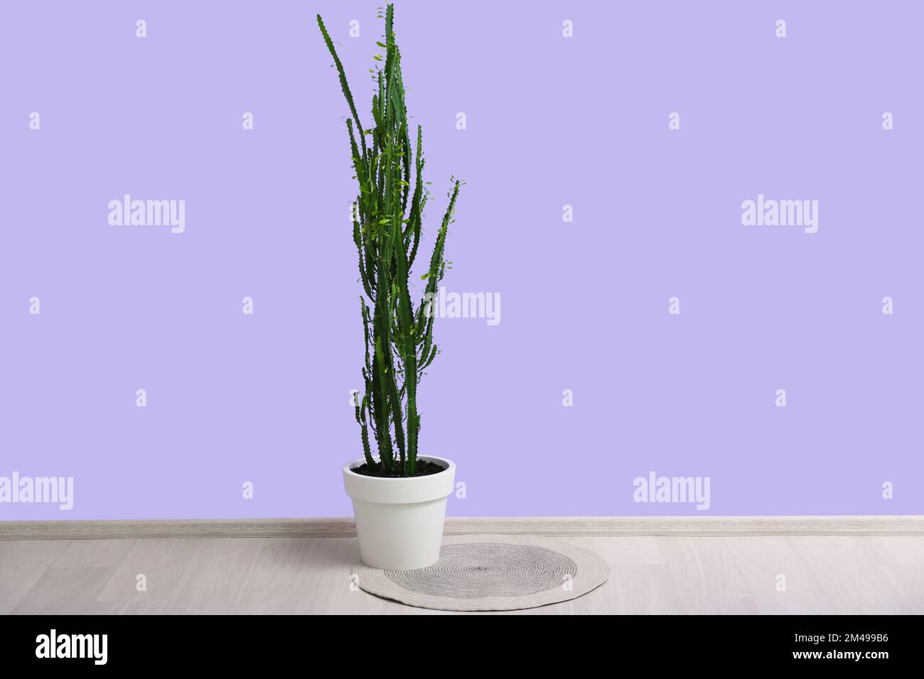 Green cactus and rug on floor near color wall in room Stock Photo - Alamy