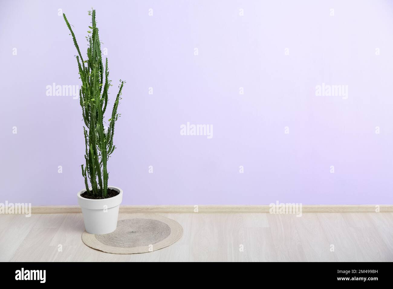 Green cactus and rug on floor near color wall in room Stock Photo - Alamy