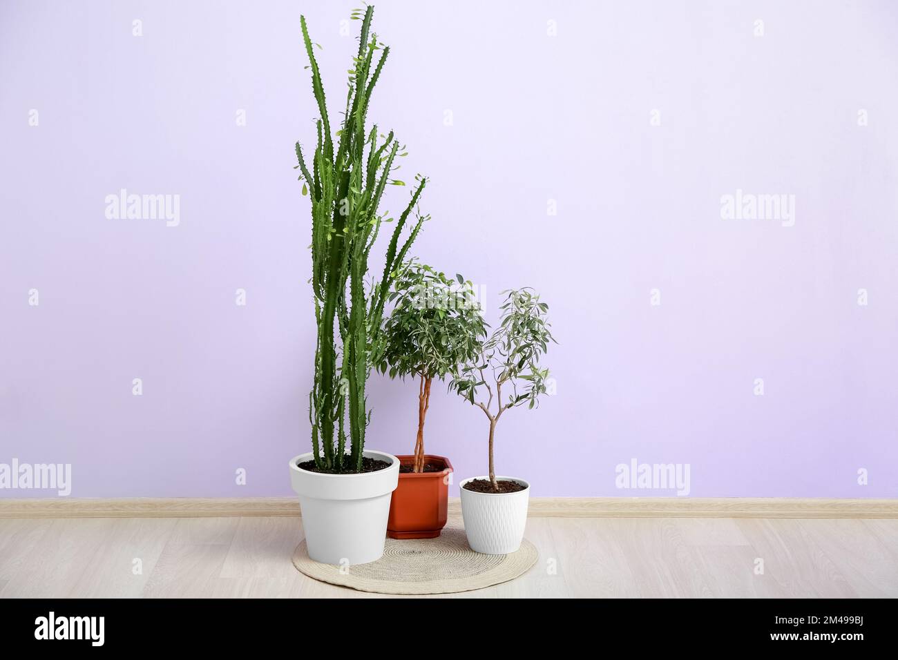 Different houseplants near color wall in room Stock Photo - Alamy