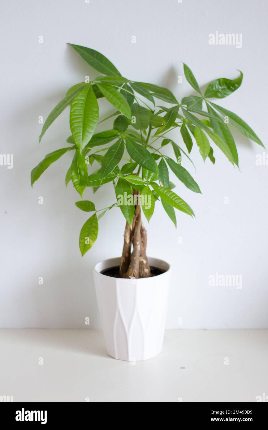 A money tree in a white pot and against a white background for a modern ...