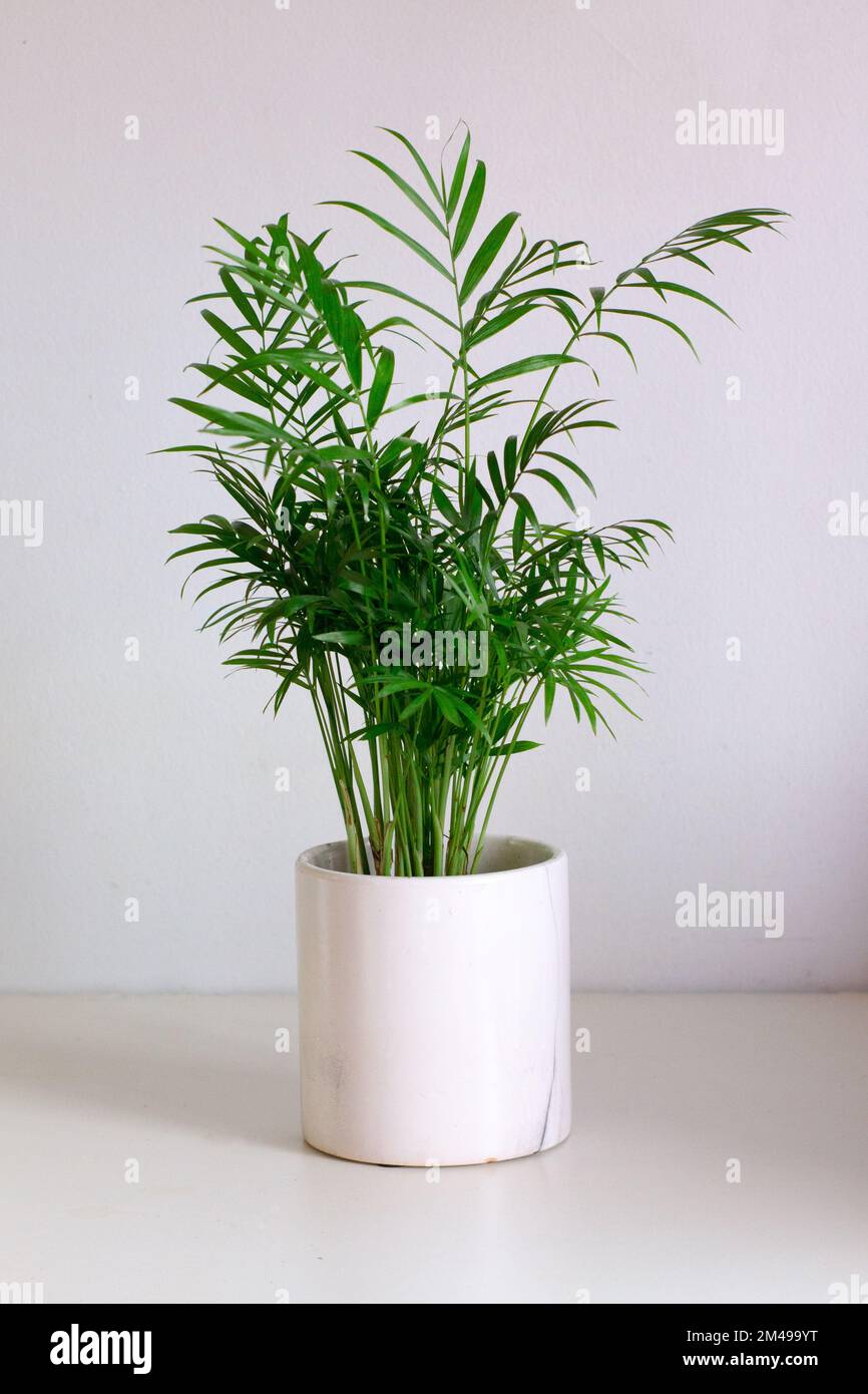 A bella palm plant potted in a white pot against a white background ...