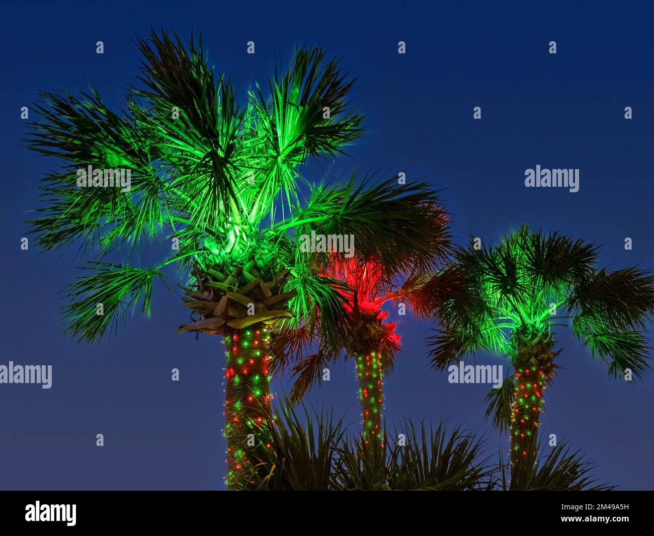 Tropical Colored Christmas Lights