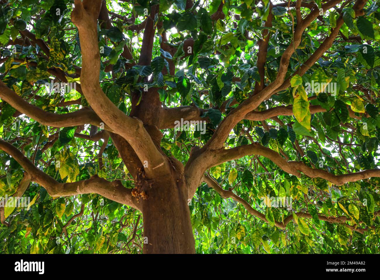 Closeup view of green tangerine tree in garden Stock Photo - Alamy