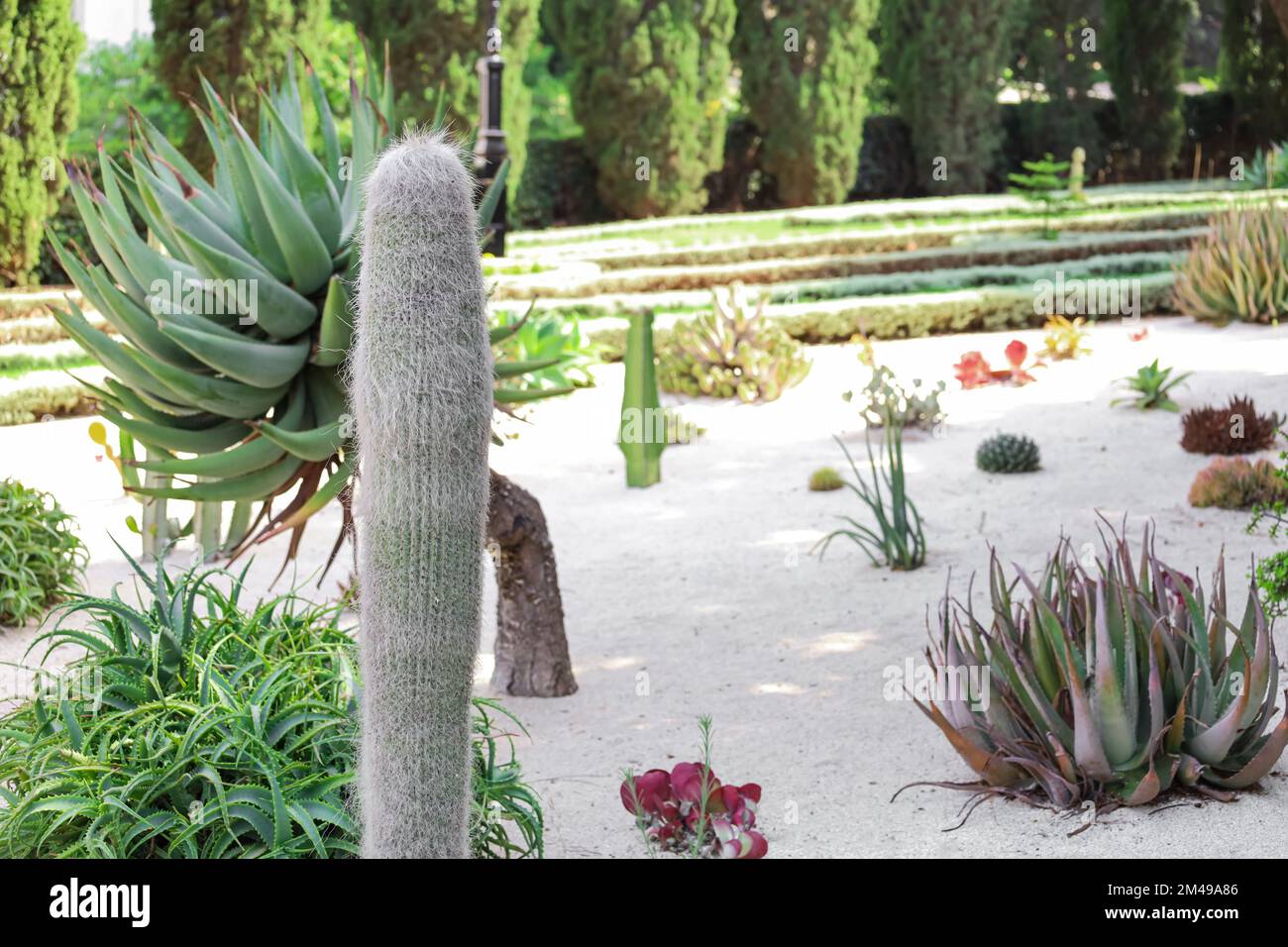 Different cacti in beautiful park Stock Photo - Alamy