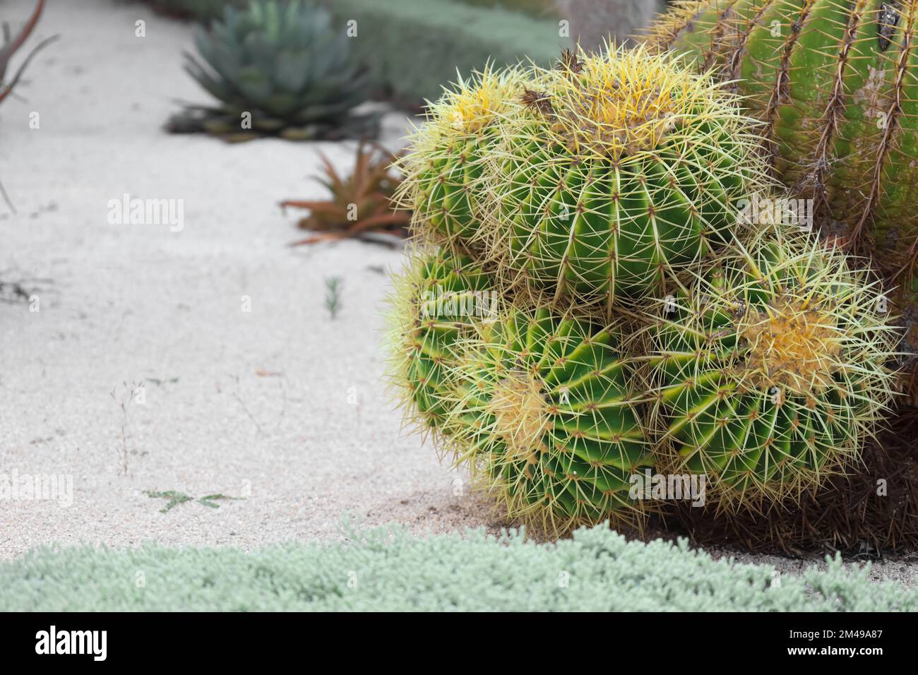Green cactus in park, closeup Stock Photo - Alamy