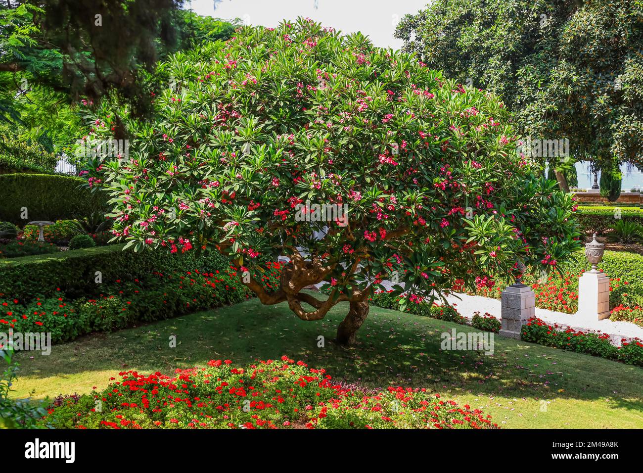 Beautiful garden with bright flowers and trees Stock Photo - Alamy