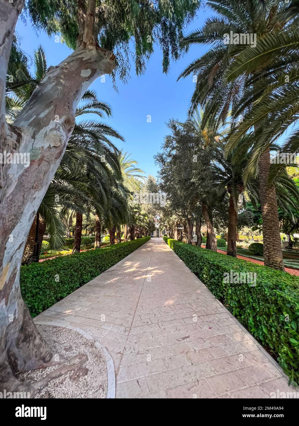 Pathway and green palms in park Stock Photo - Alamy