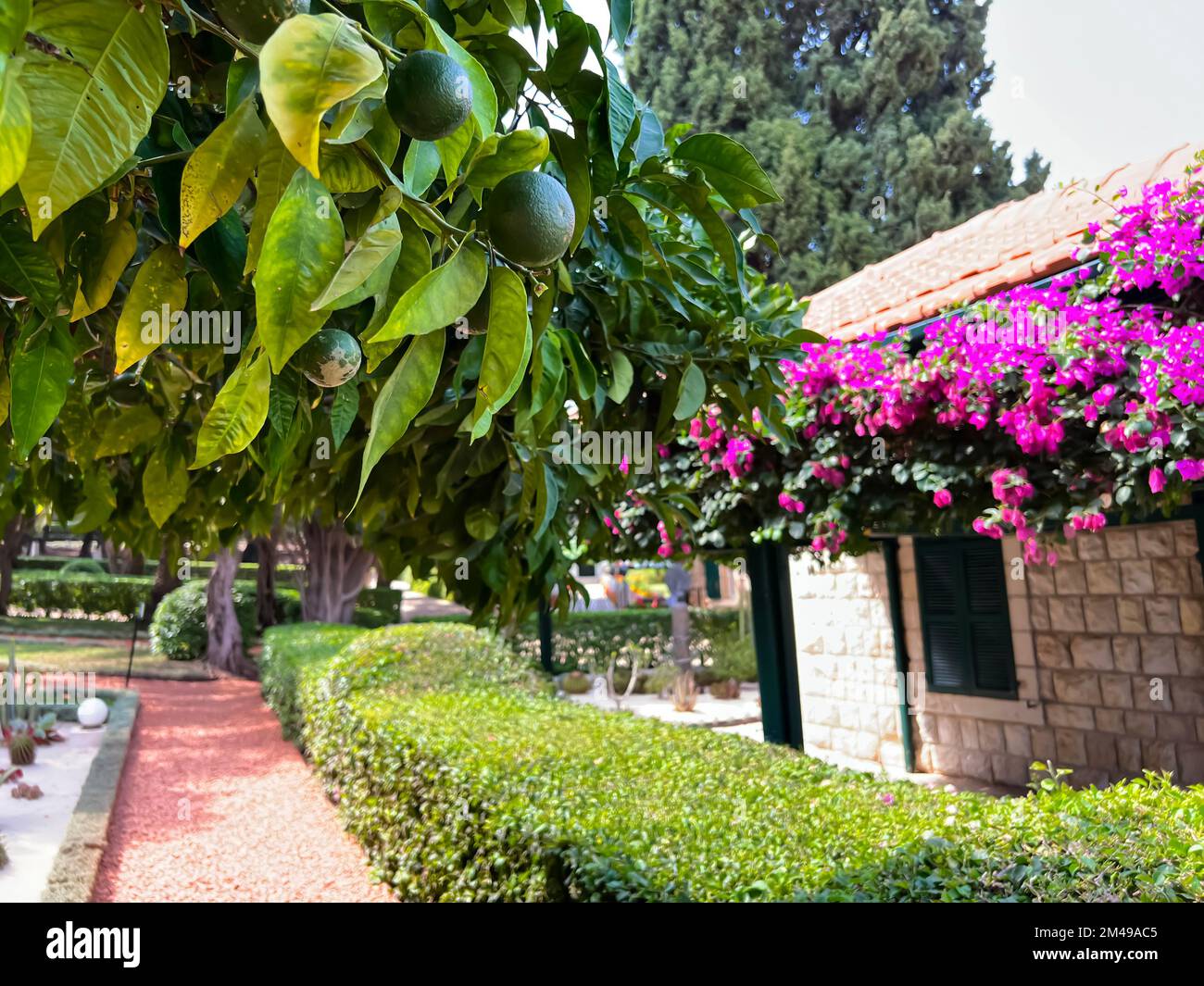 Tangerine tree with green fruits in garden Stock Photo - Alamy