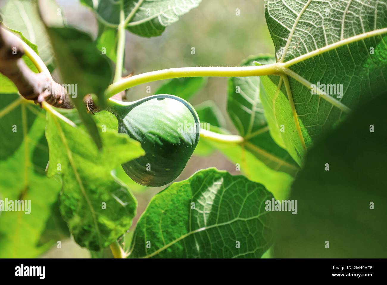 Closeup view of branch with green fig fruit in garden on sunny day ...