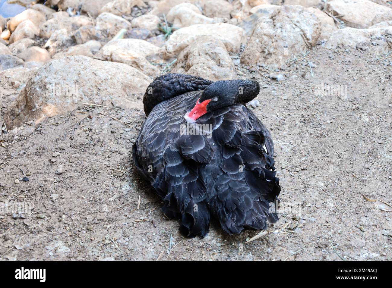 Beautiful black swan sleeping in shadow Stock Photo - Alamy