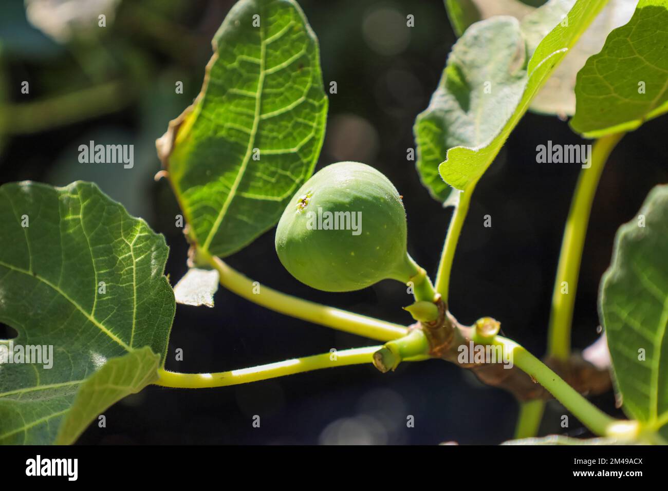 Closeup view of branch with green fig fruit in garden on sunny day ...