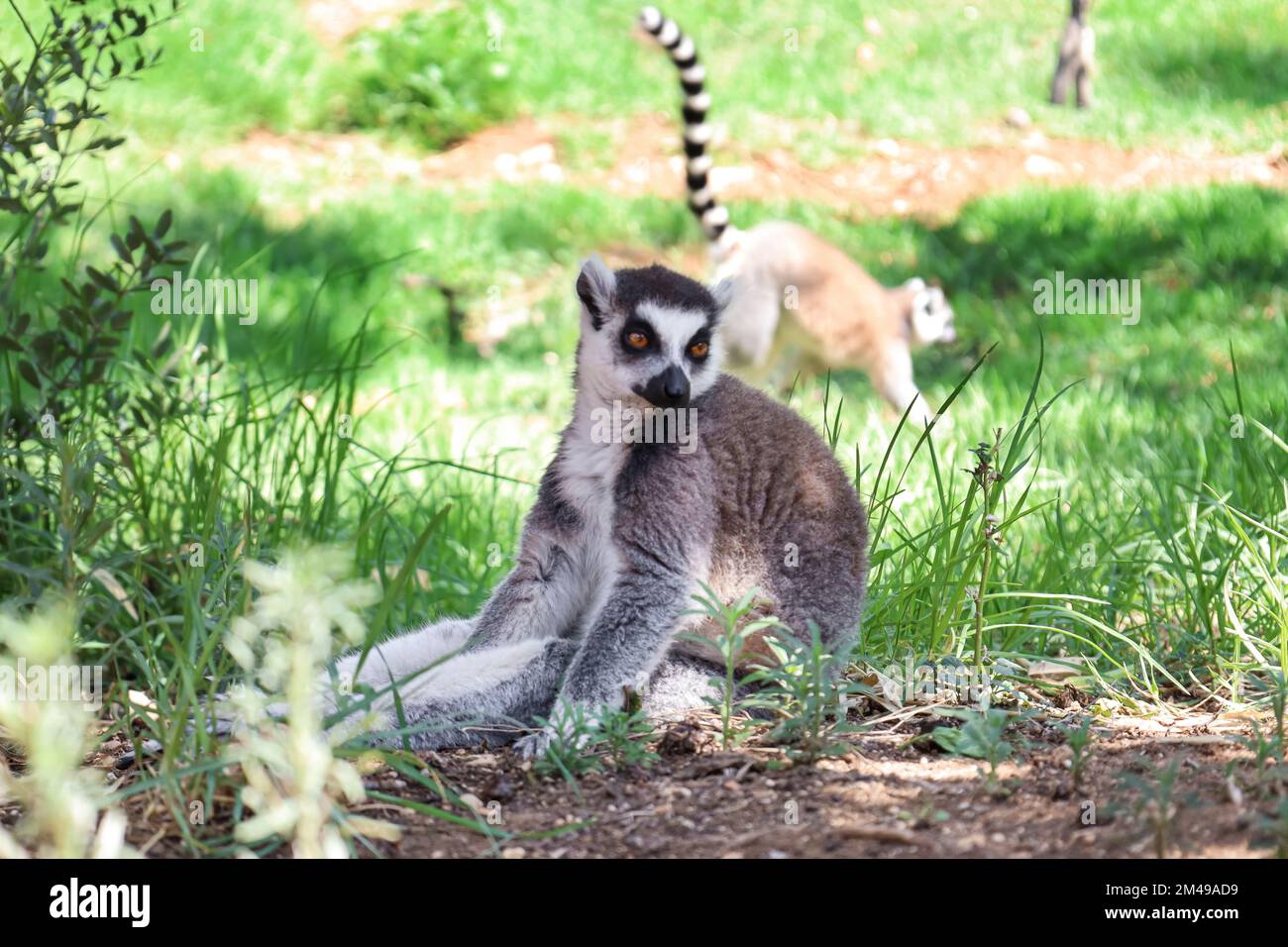 Ring-tailed lemur in zoological garden Stock Photo - Alamy