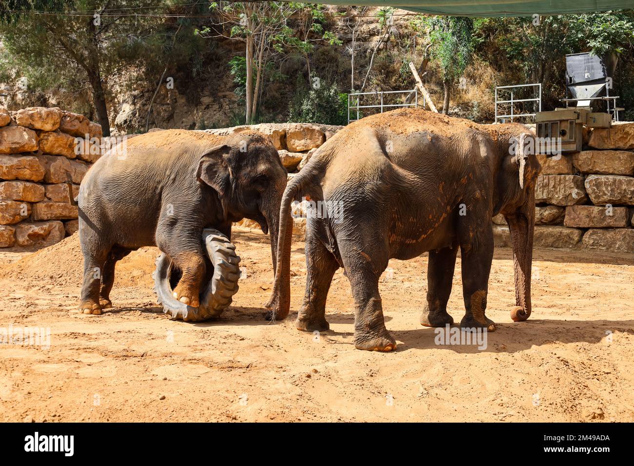 Cute elephants playing with wheel in zoo on sunny day Stock Photo - Alamy