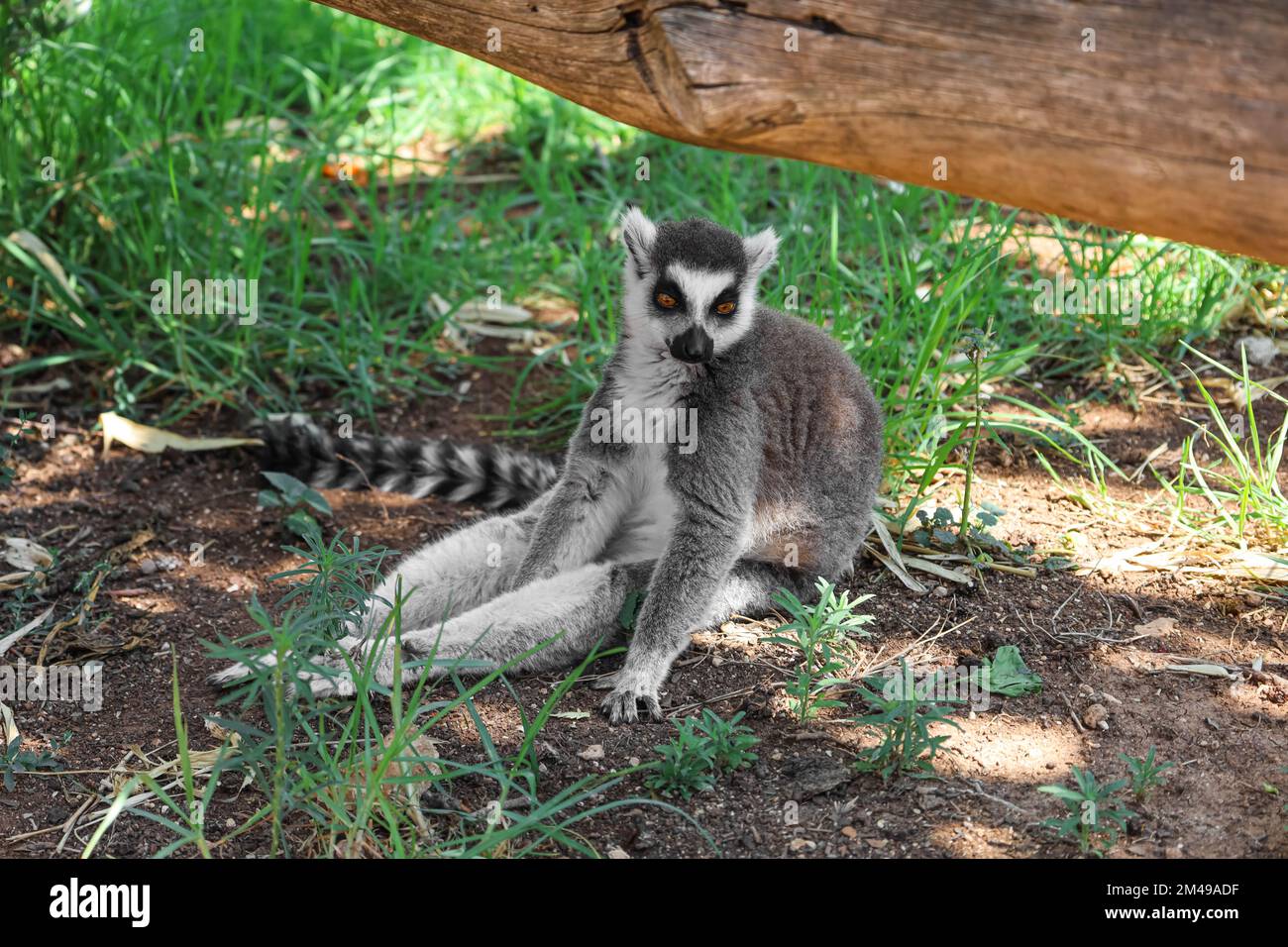 Ring-tailed lemur in zoological garden Stock Photo - Alamy