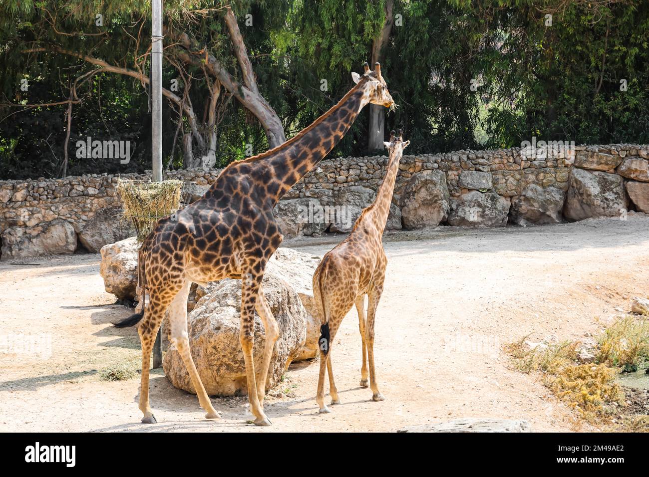 Graceful giraffes hi-res stock photography and images - Alamy