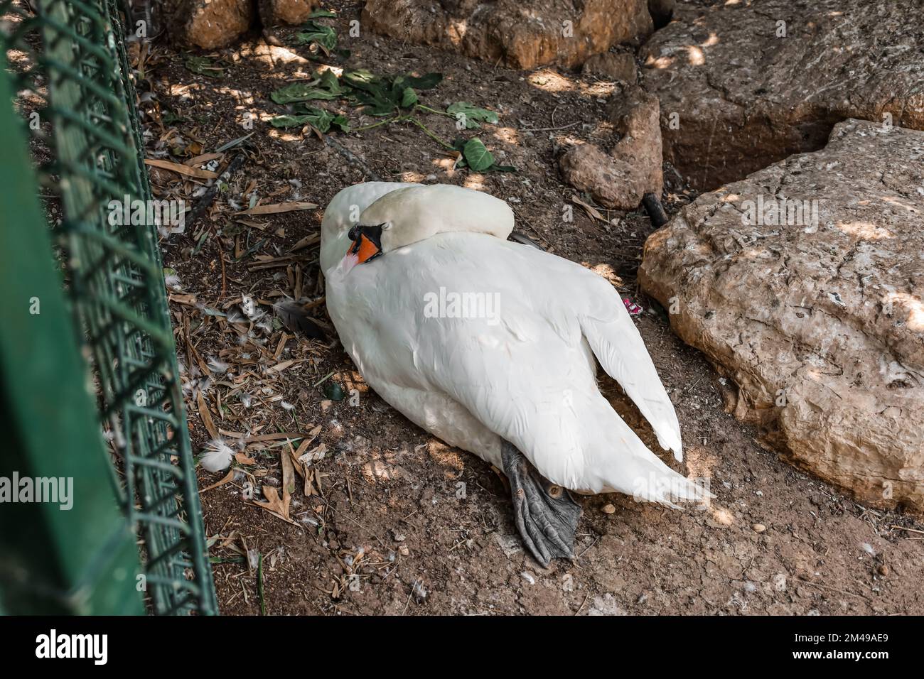 Beautiful white swan sleeping in shadow Stock Photo - Alamy