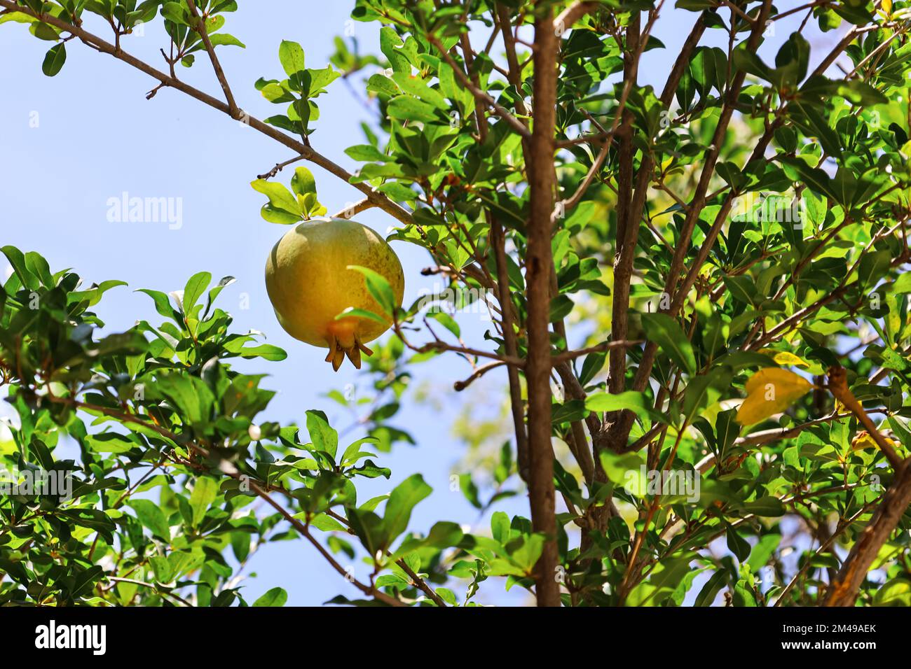 Branch with green pomegranate fruit in garden on sunny day Stock Photo ...