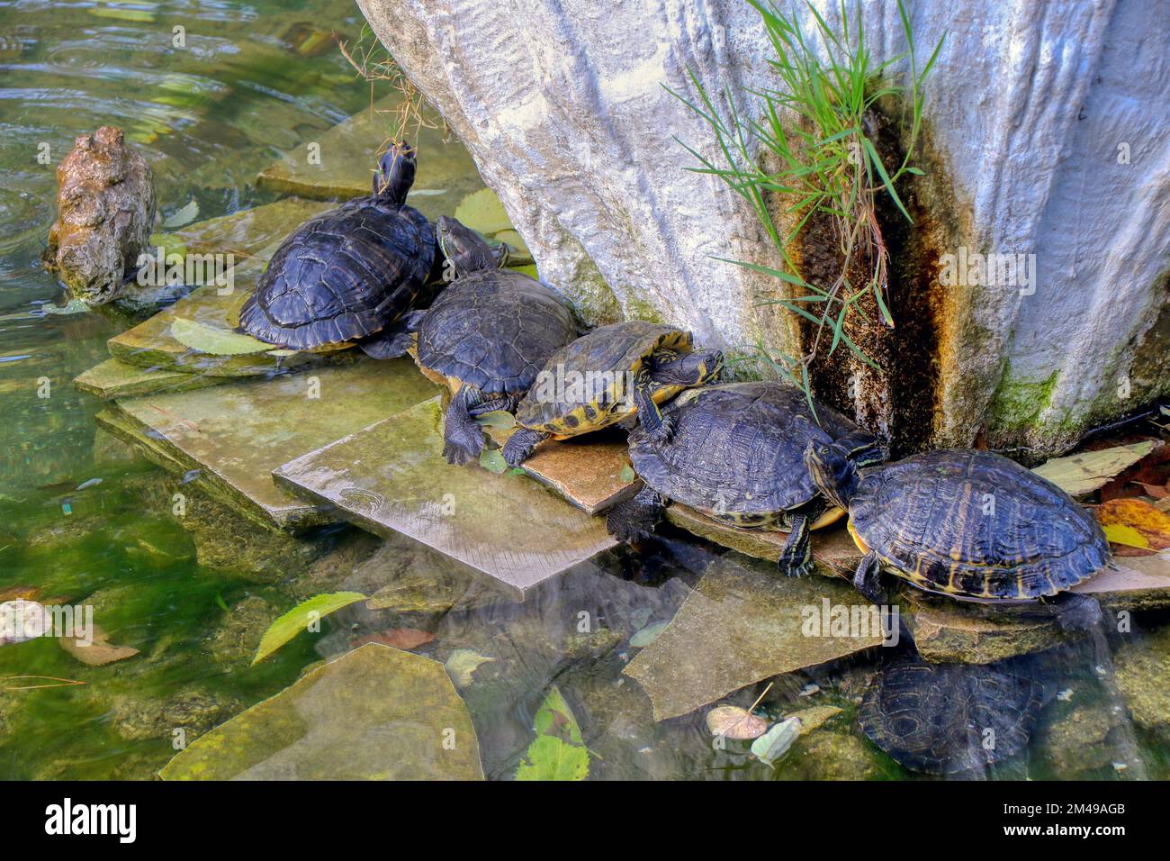 Red-eared slider, semiaquatic turtle in a pond Stock Photo - Alamy