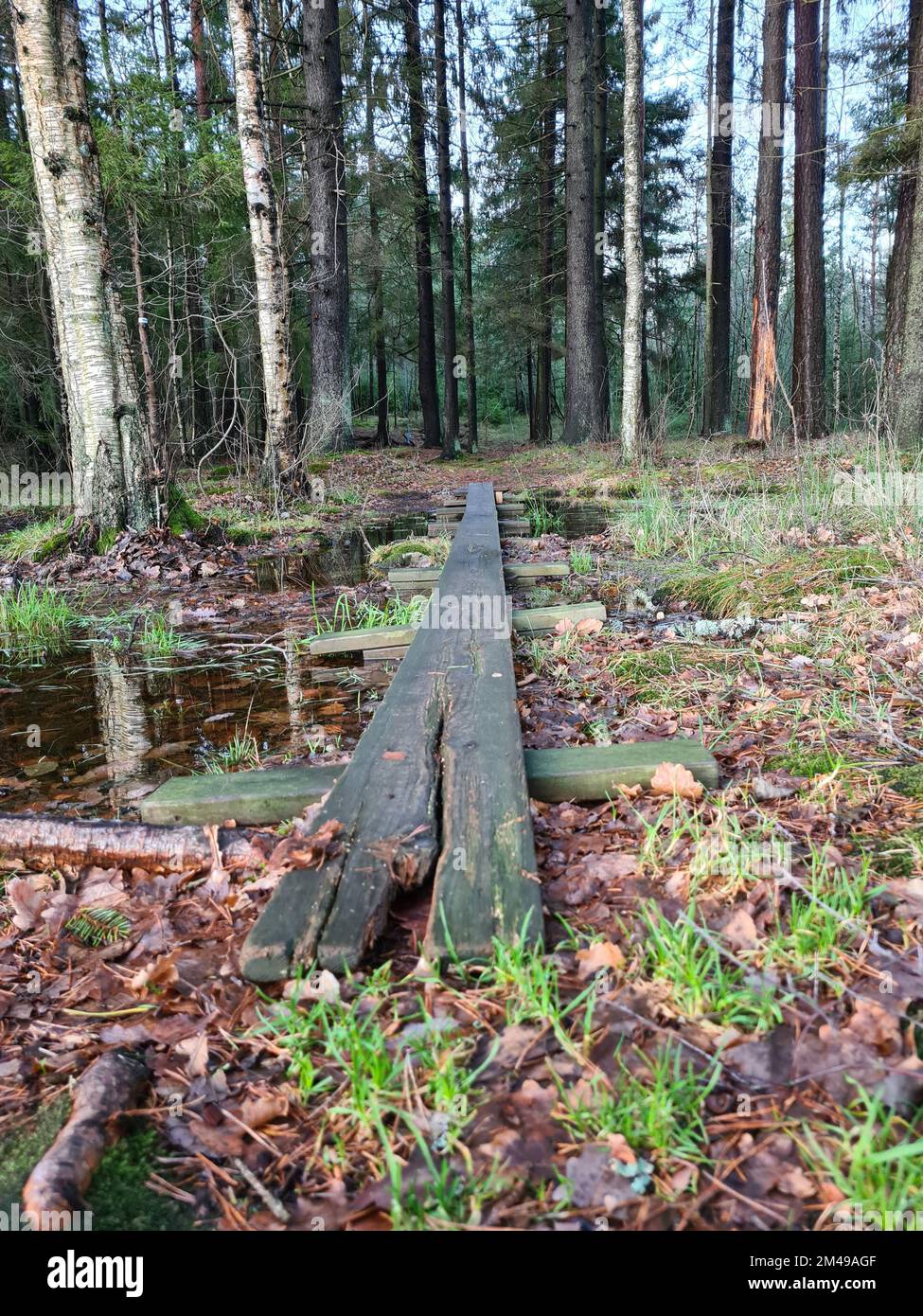 A vertical of a small wooden walkway over the water in a majestic ...
