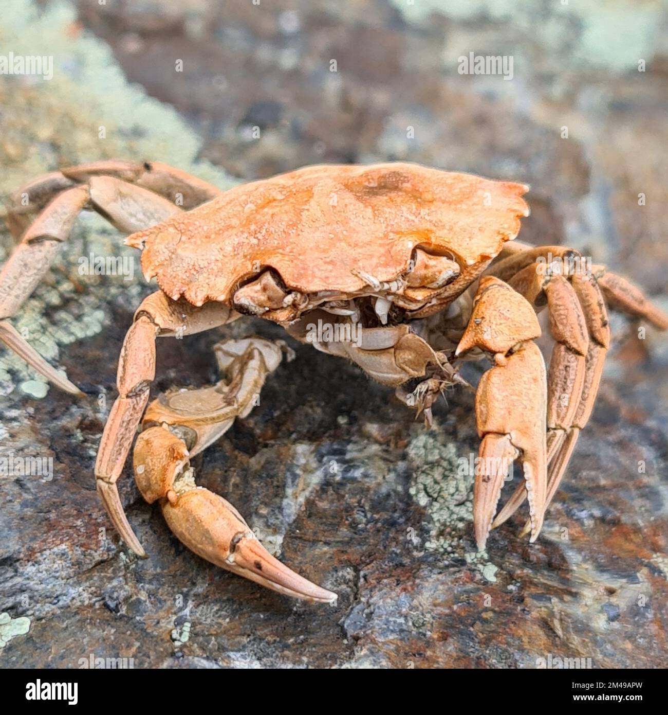 A closeup of a small dead crab with an orange shell Stock Photo - Alamy