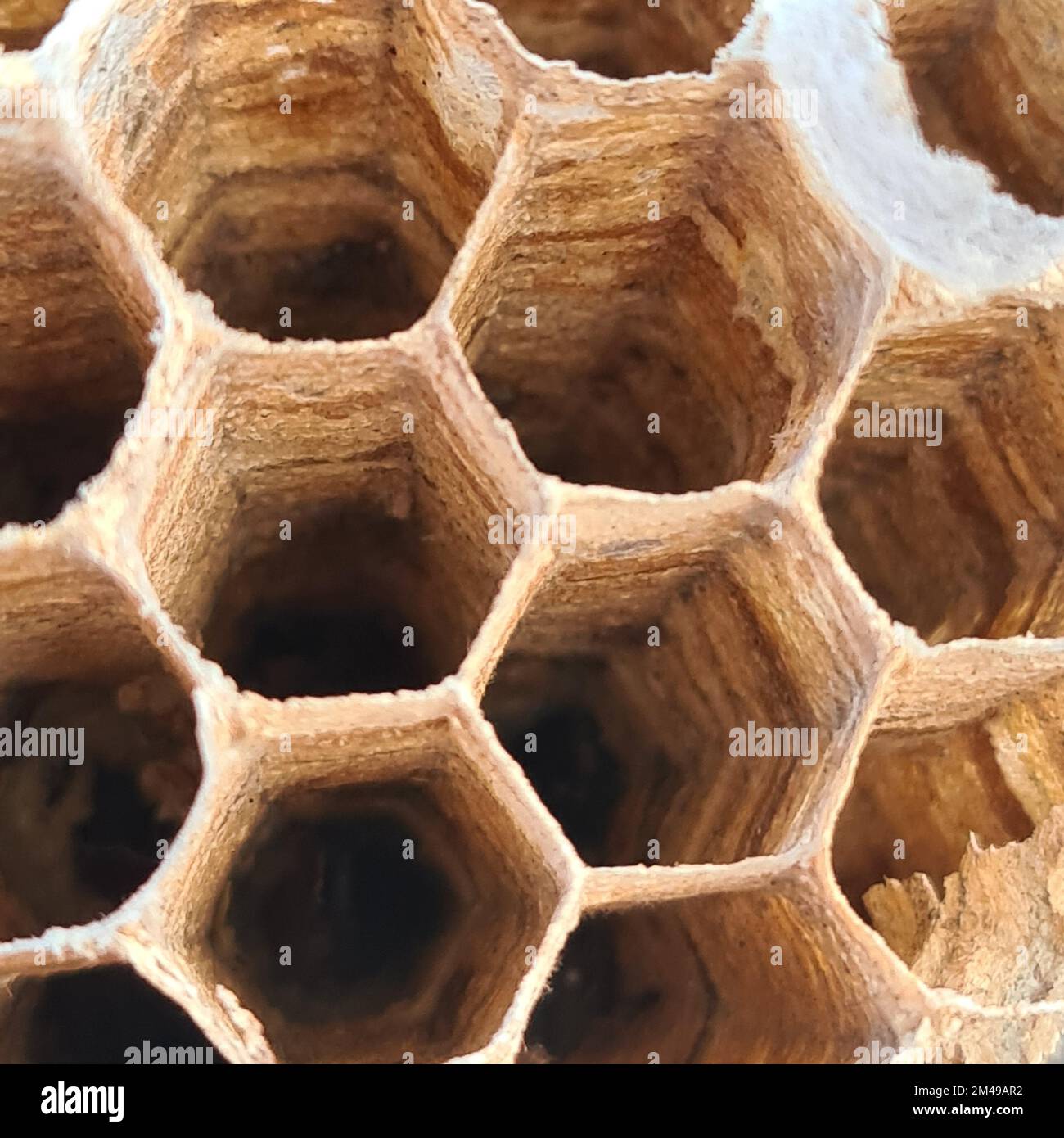 A closeup of beehive with hexagonal cells and patterns Stock Photo - Alamy