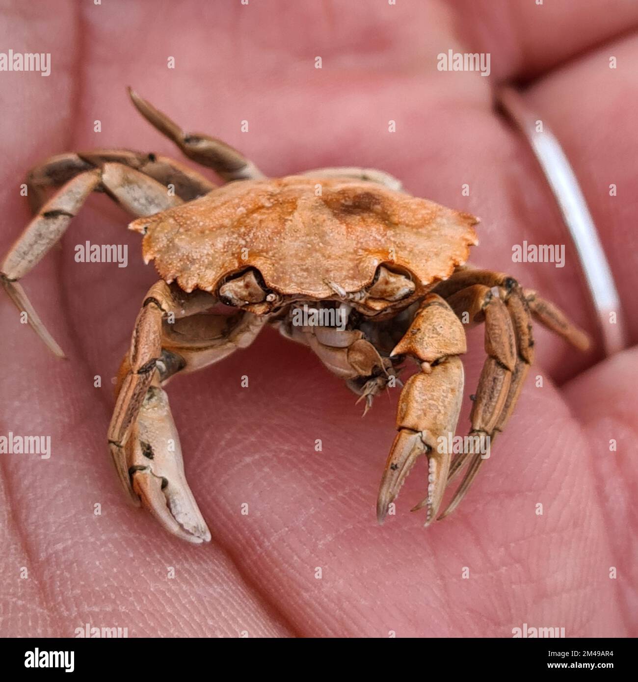 A closeup of a small dead crab in the palm of a human Stock Photo - Alamy