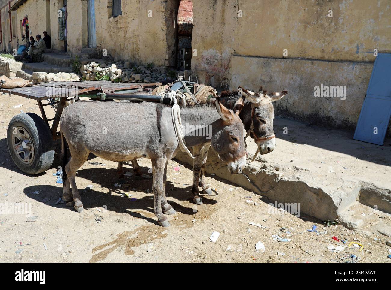 Donkey cart in rural Eritrea Stock Photo - Alamy