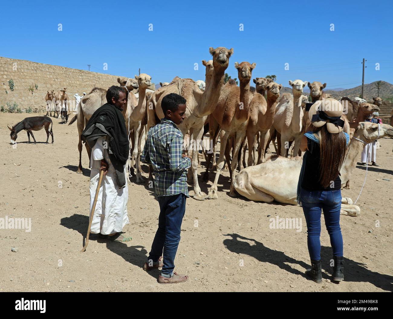 Tourist taking photos of Keren camel market in Eritrea Stock Photo - Alamy