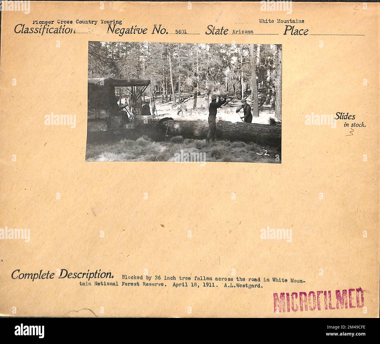 Blocked By 36 Inch Tree Fallen Across the Road in the White Mountain ...