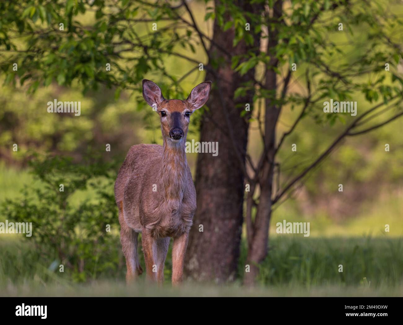 Native black tailed deer hi-res stock photography and images - Alamy