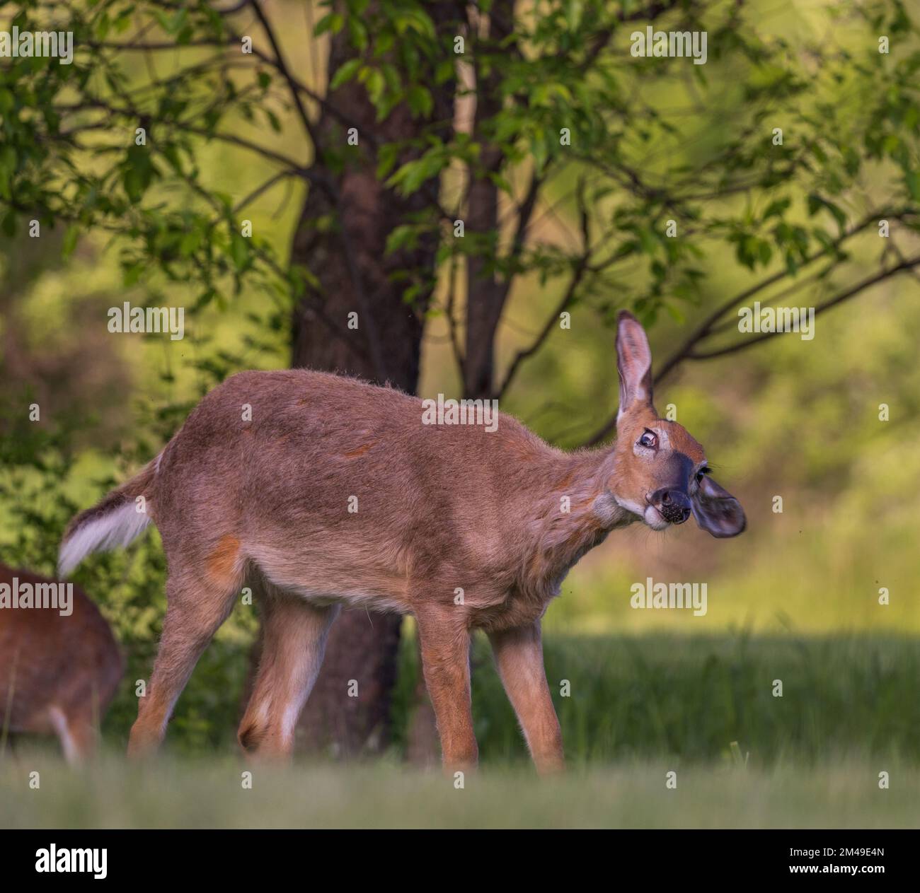 White-tailed doe trying to shake off summer insects Stock Photo - Alamy