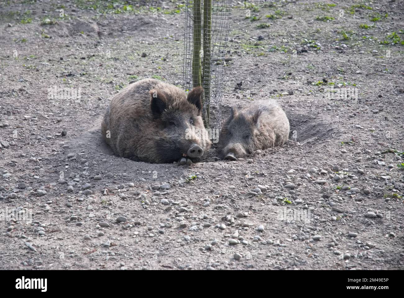 2 Pigs in a whole Stock Photo - Alamy