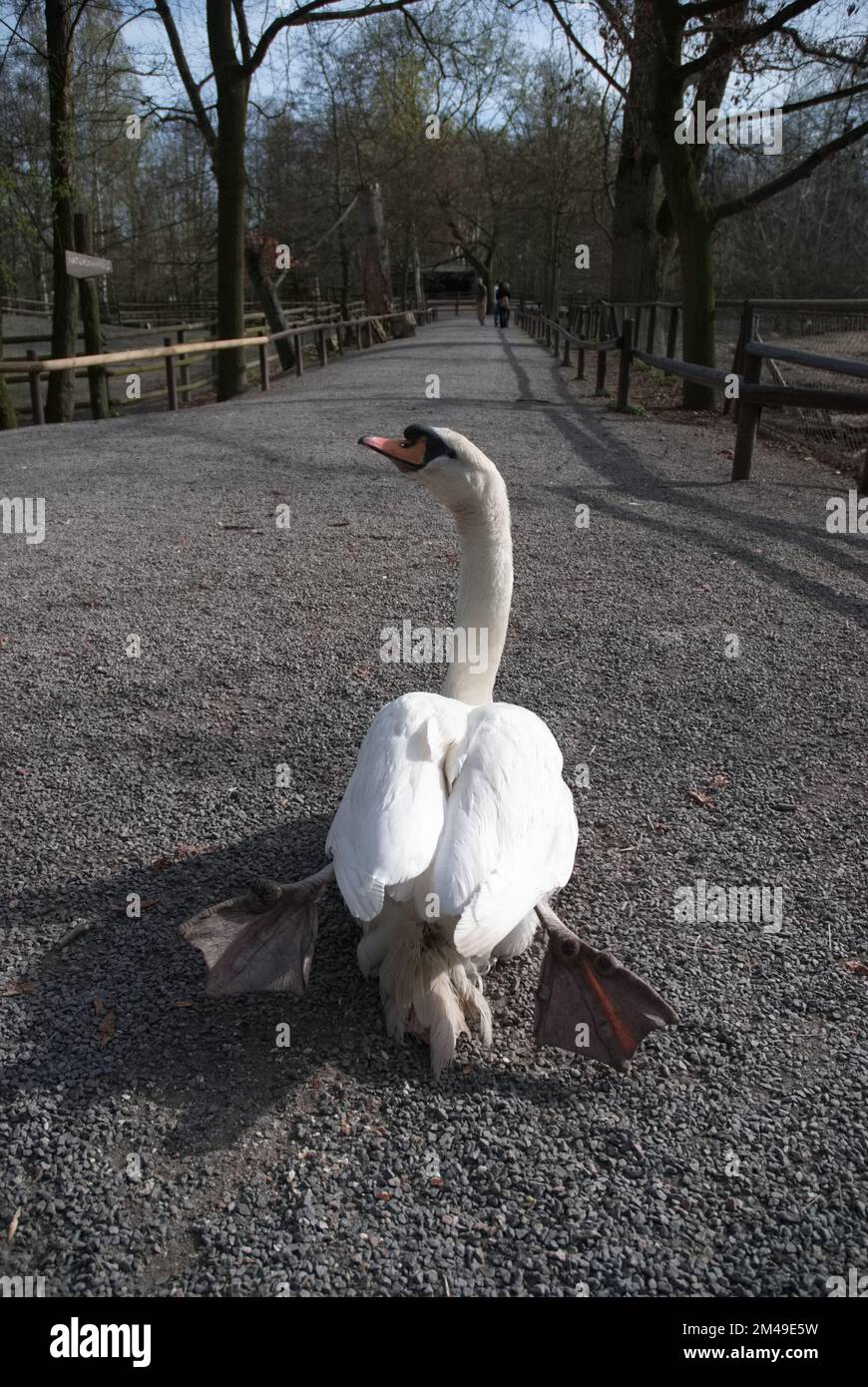 Swan walks on a forest path Stock Photo - Alamy
