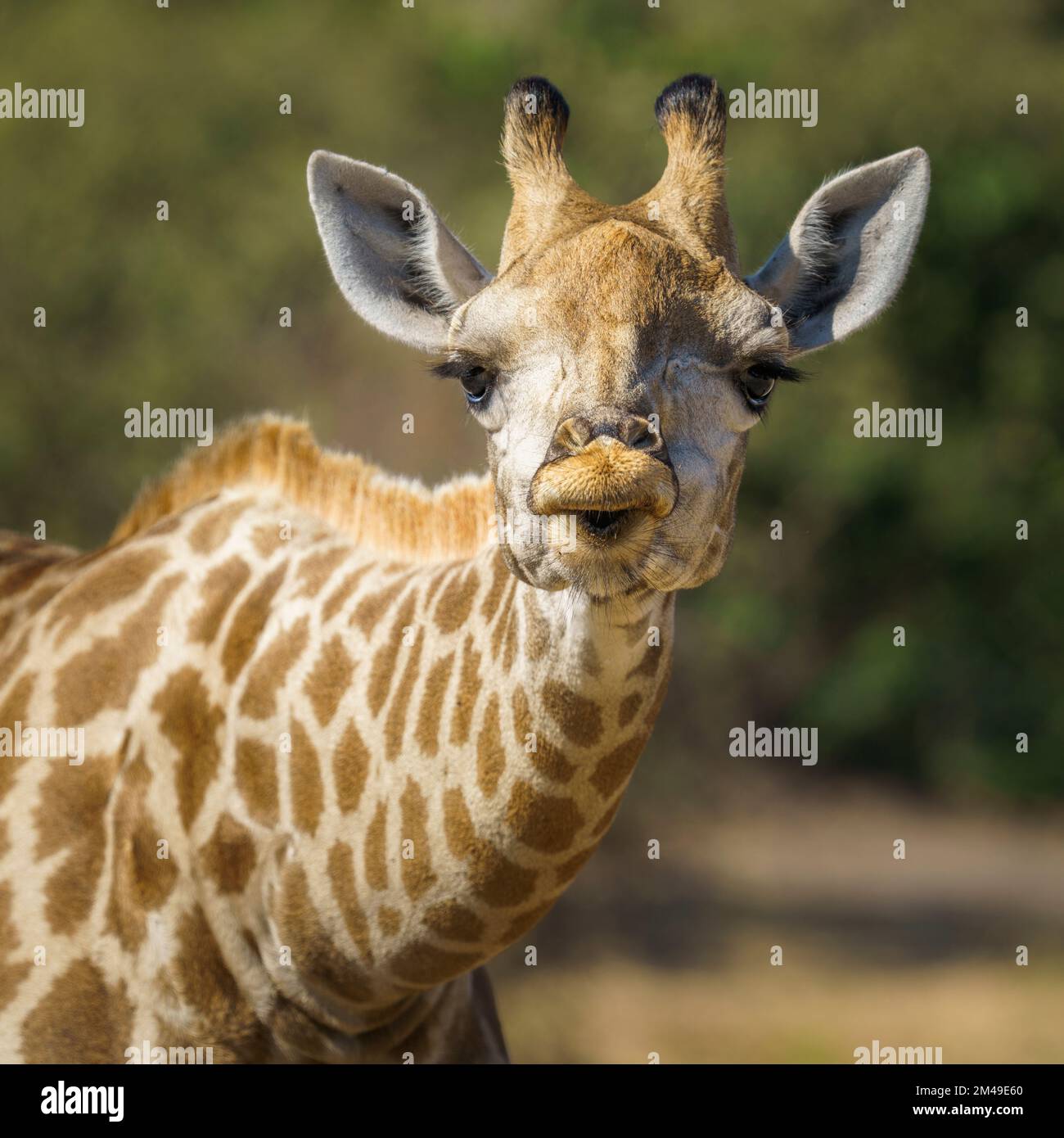 Giraffe giraffes lips mouth hi-res stock photography and images - Alamy