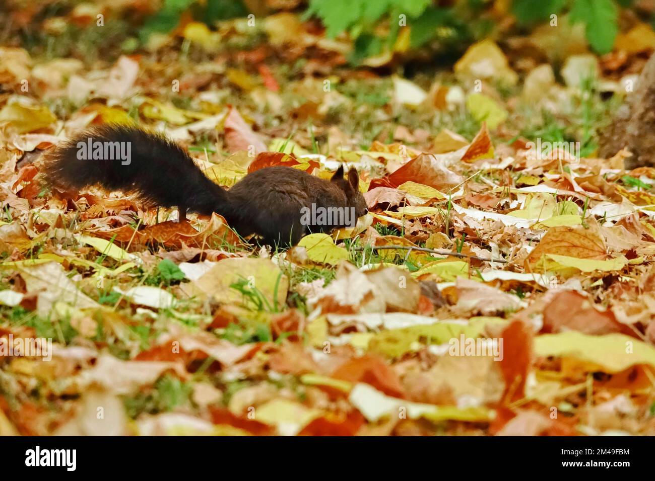 Squirrel, Autumn, Germany Stock Photo - Alamy