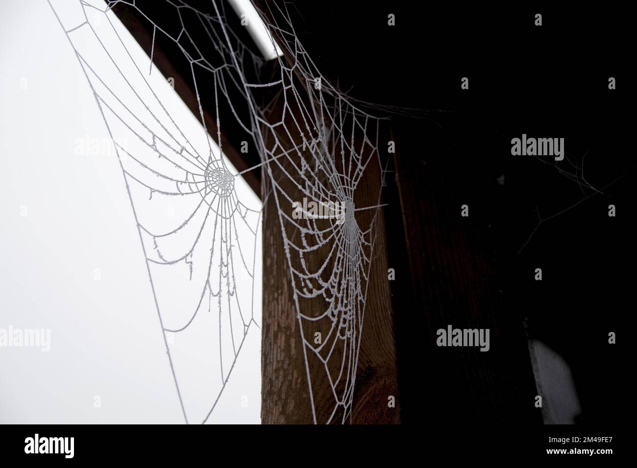Close-up, spider web, two, frozen, wooden beams, winter, outside ...