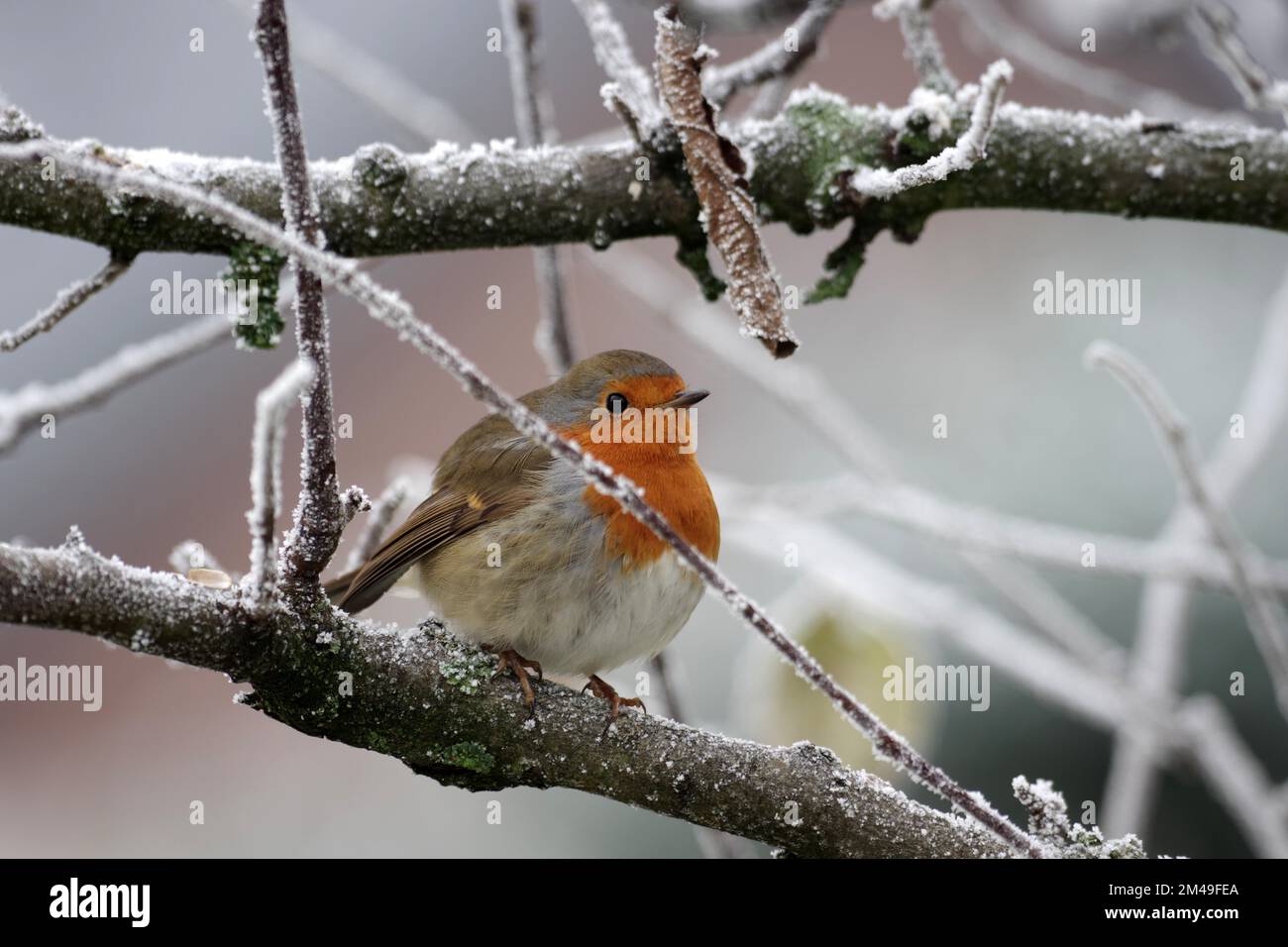Close-up, european robin (Erithacus rubecula), tree, winter, outside ...