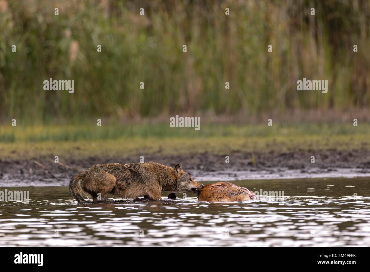 Wolf hunted hi-res stock photography and images - Alamy