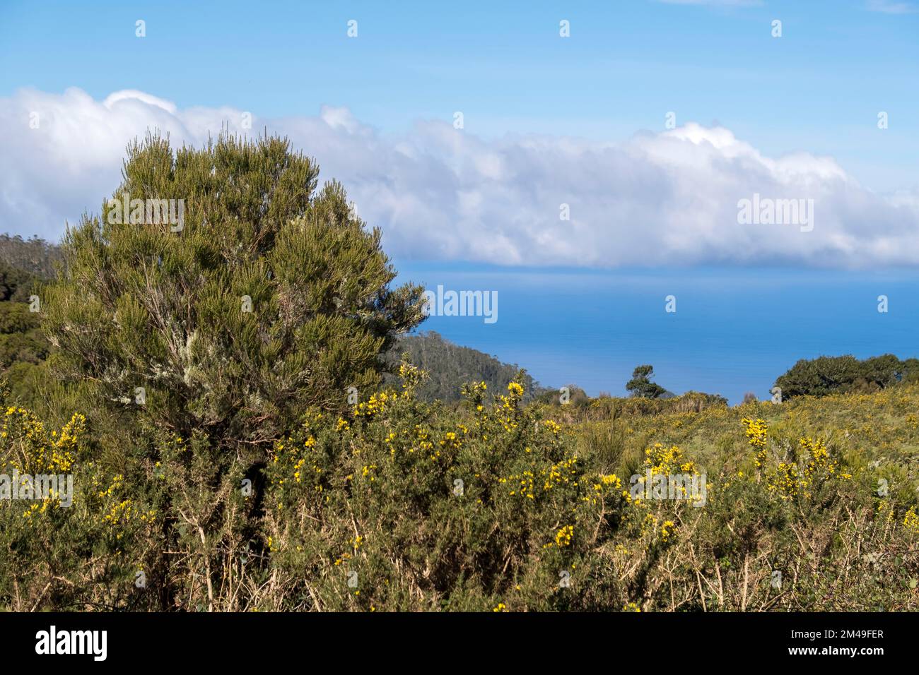 Madeira broom (Genista maderensis) and tree heath (Erica arborea), Paul ...