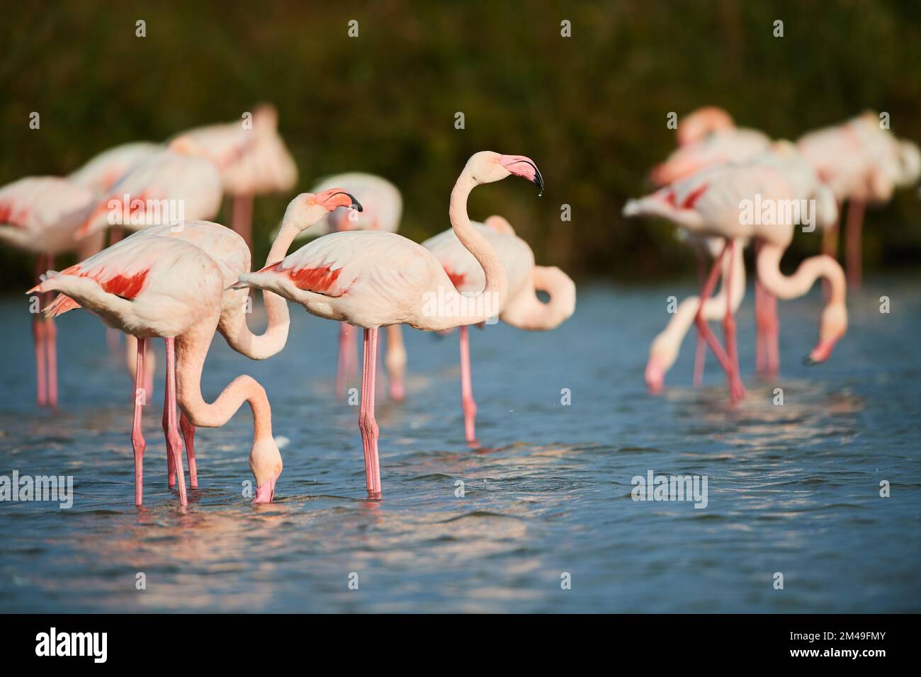 Greater Flamingo (Phoenicopterus roseus), standing in the water, Parc ...