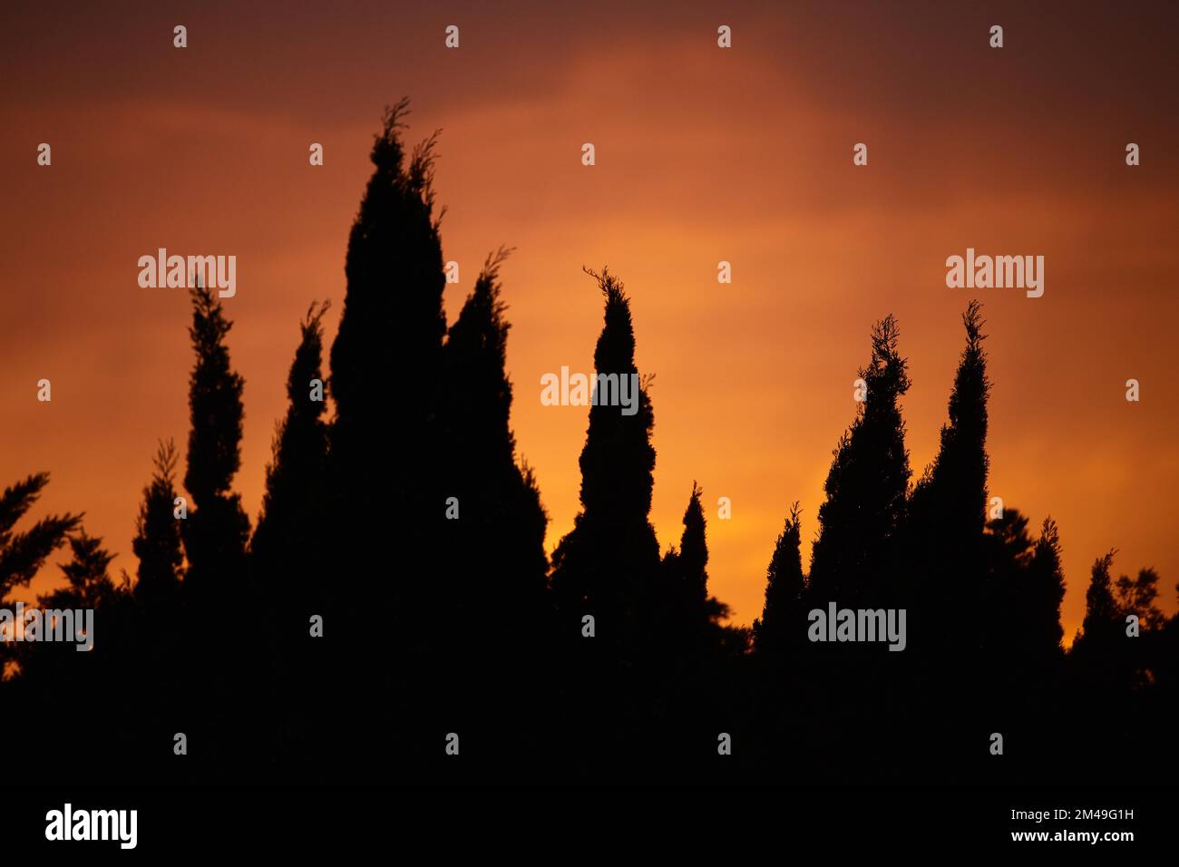 (Cupressus) trees in front of the sunset, Camargue, France Stock Photo ...
