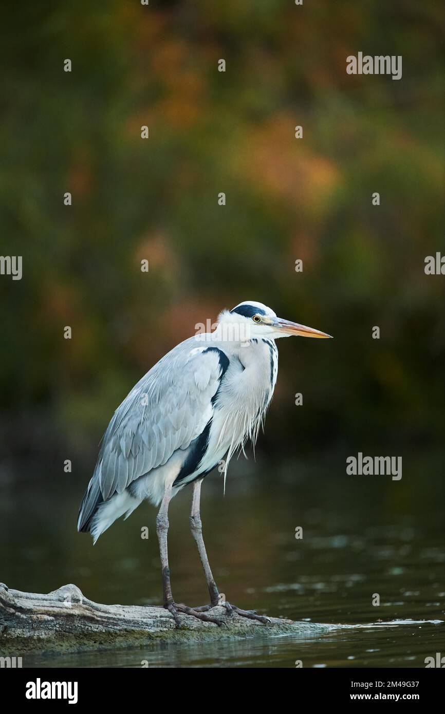 Grey heron (Ardea cinerea) standing on a wood beside the water ...
